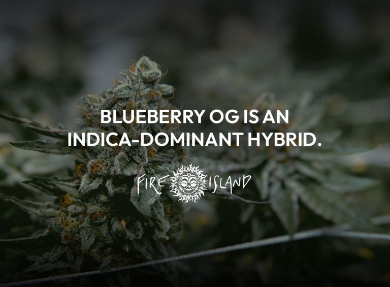 Exploring The Origins of Classic Strains: Blueberry OG • Fire Island